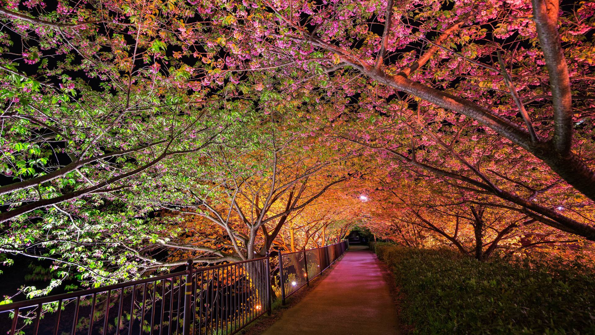 Incredible Pink Spring Photographs That Will Take Your Breath Away ...