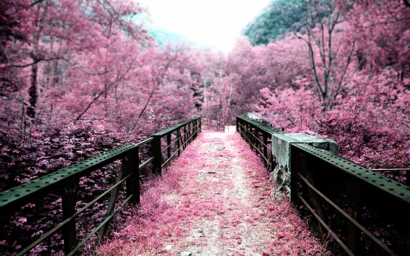 Incredible Pink Spring Photographs That Will Take Your Breath Away ...