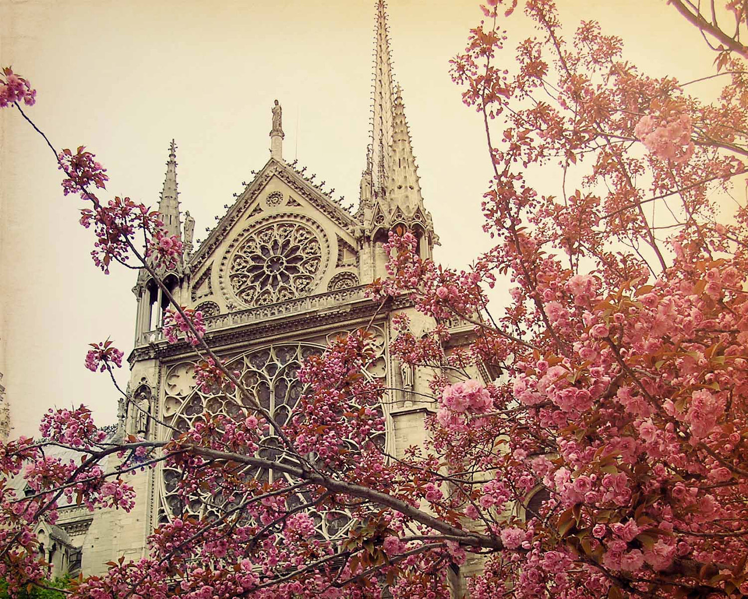 Incredible Pink Spring Photographs That Will Take Your Breath Away ...