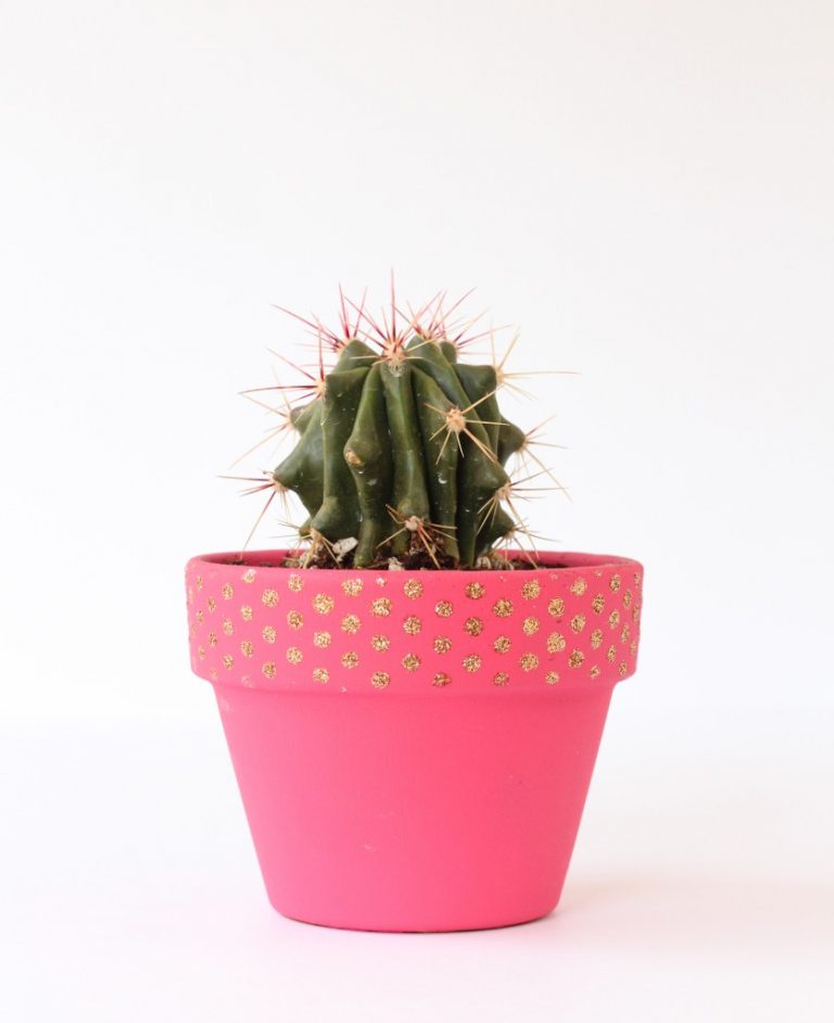 Creative DIY Cactus Planters You Need To See - Top Dreamer