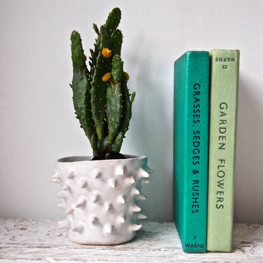 Creative DIY Cactus Planters You Need To See - Top Dreamer