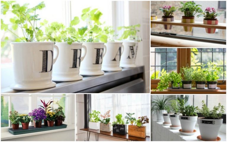 Tiny Windowsill Plants You Will Love To Have In Your Home - Top Dreamer